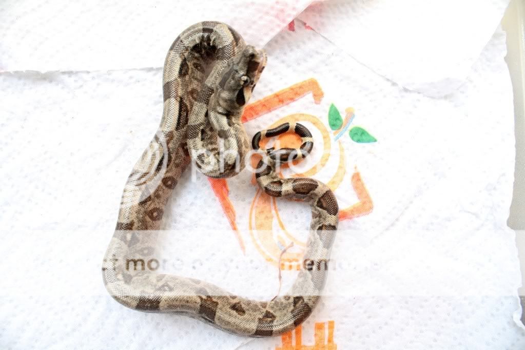 What kind of boa do u thing is it? | Reptile Forums