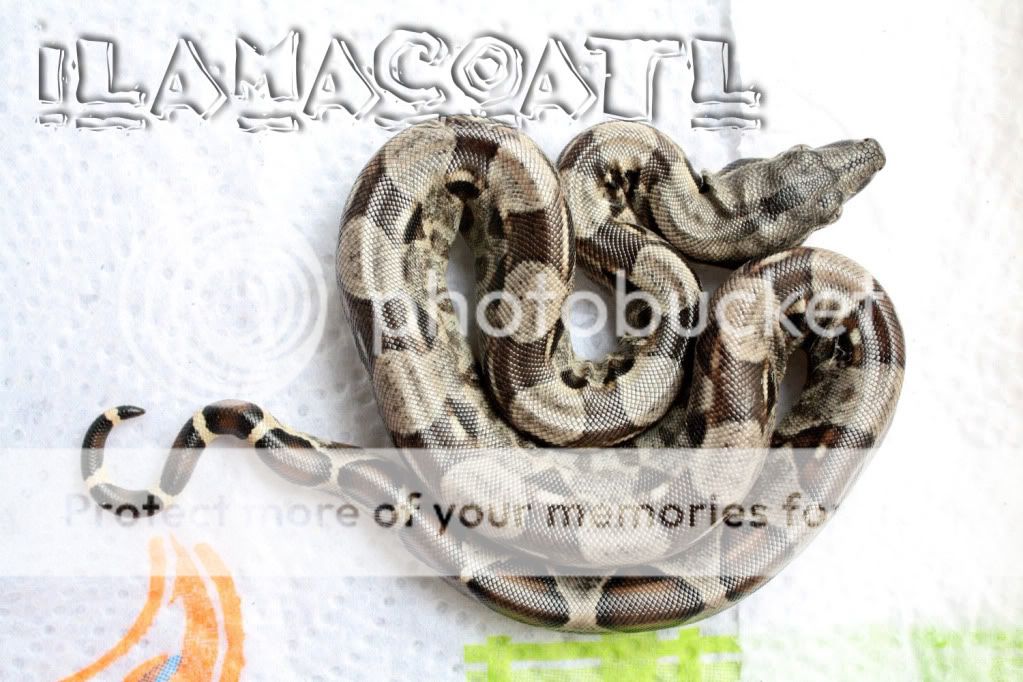 What kind of boa do u thing is it? | Reptile Forums