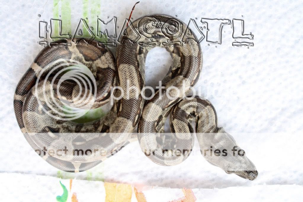 What kind of boa do u thing is it? | Reptile Forums