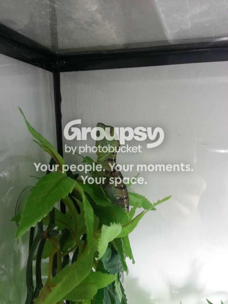 Baby basilisk :) | Reptile Forums